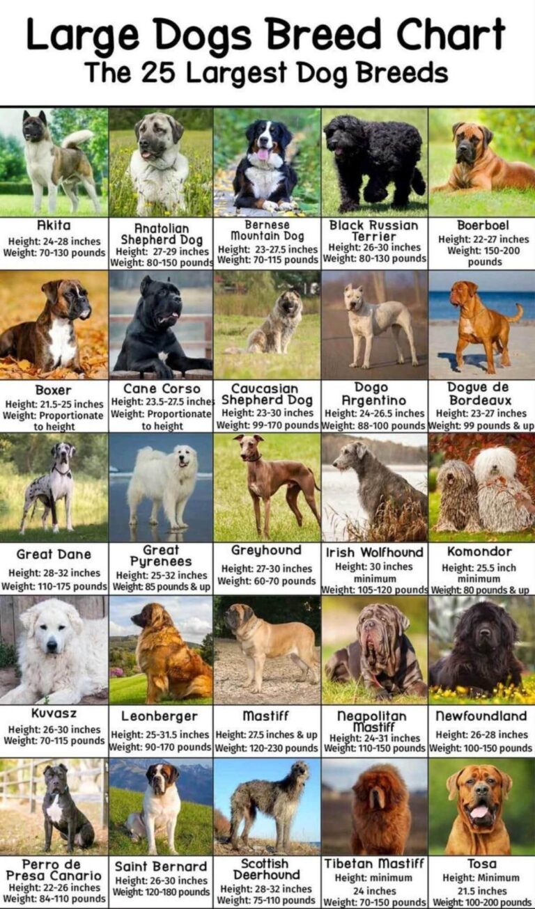 Dive into Canine Diversity: Top 50 Dog Breeds Unveiled - Animal Gator