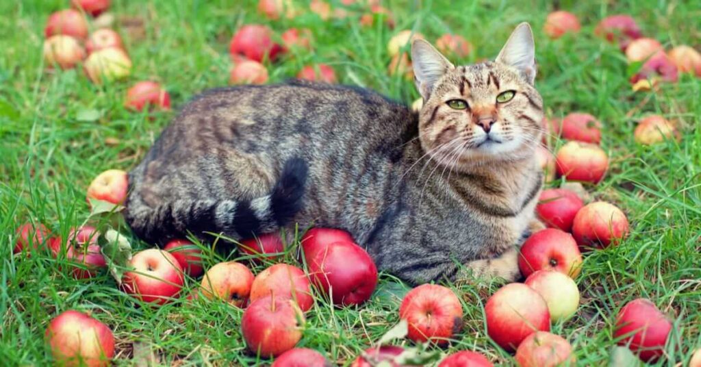 Can Cats Eat Apples? Safe Fruit for Cats Explained