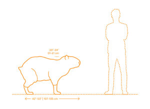 Capybara Size: How Much Do Capybaras Weigh? - Animal Gator