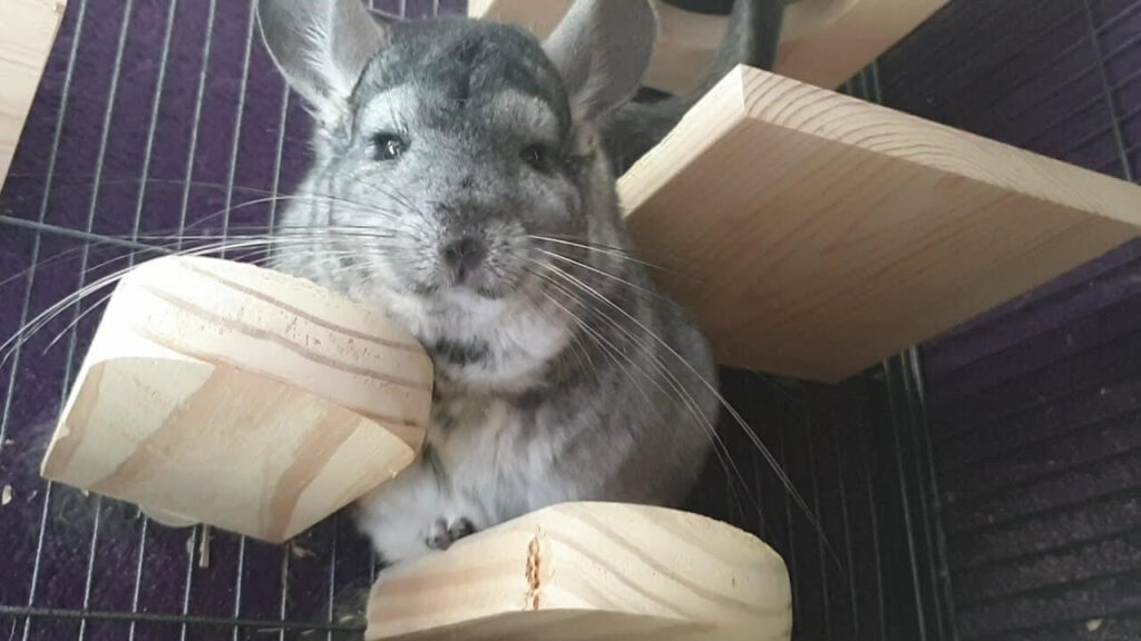 How Much Does a Chinchilla Cost? Understanding the True Cost