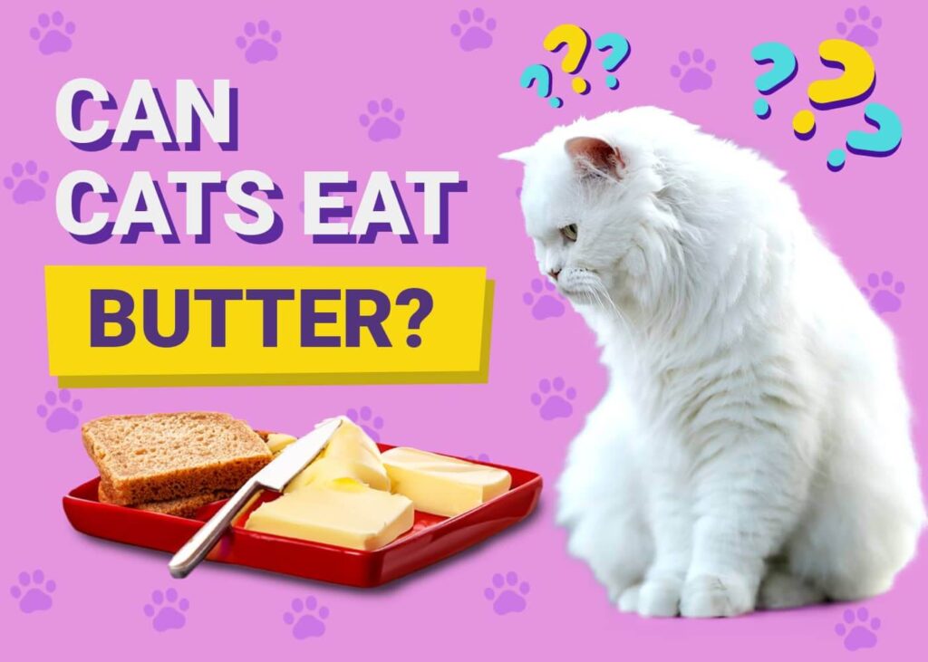 Can Cats Eat Butter? Risks, Benefits & Safety Tips