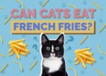 Can Cats Eat French Fries? Risks, Nutrition, and Safety Tips