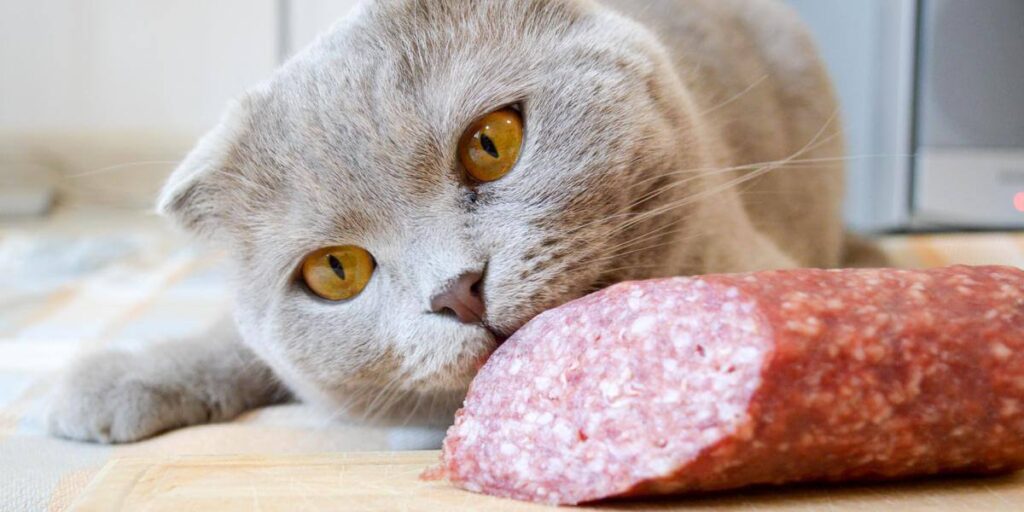 Can Cats Eat Crackers? Risks, Benefits, and Safe Portions