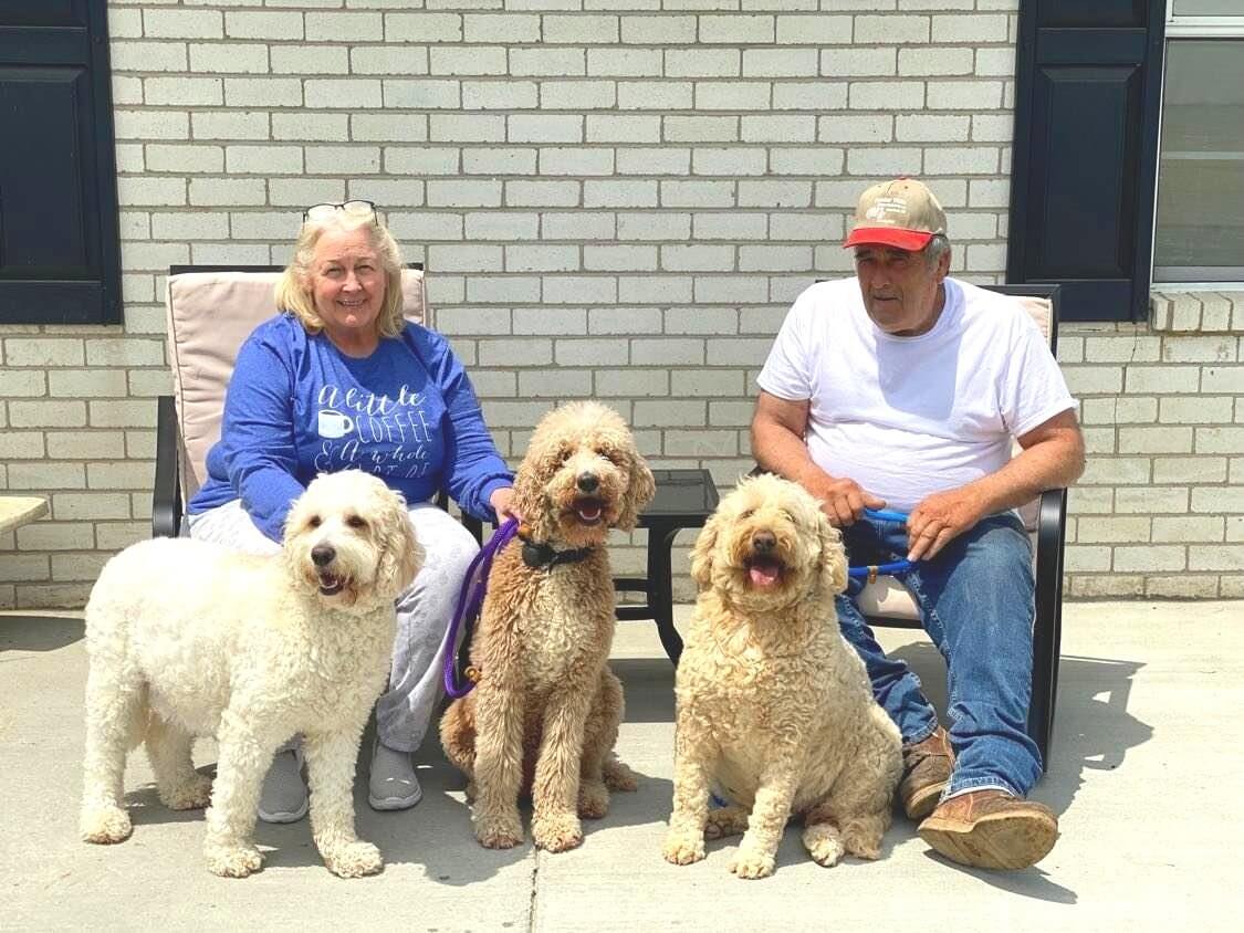 Goldendoodle Dog Breed: Care, Training, and Adoption - Animal Gator