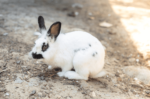 Dutch Rabbit Breed: Size, Temperament, Health, Diet & More