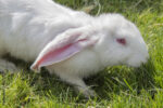 Dutch Rabbit Breed: Size, Temperament, Health, Diet & More