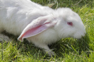 Dutch Rabbit Breed: Size, Temperament, Health, Diet & More