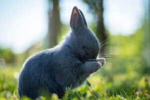 Dutch Rabbit Breed: Size, Temperament, Health, Diet & More