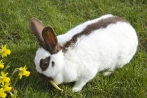 Dutch Rabbit Breed: Size, Temperament, Health, Diet & More
