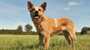 Red Heeler Dog Breed Guide: Traits, Care, and Training Tips