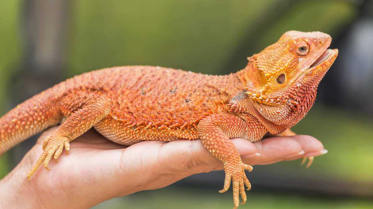 Top 15 Best Lizard Pets for Beginners - Animal Gator