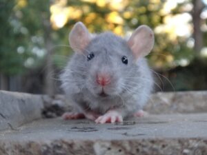 Domestic Rat Breeds: Exploring the Different Types of Pet Rats