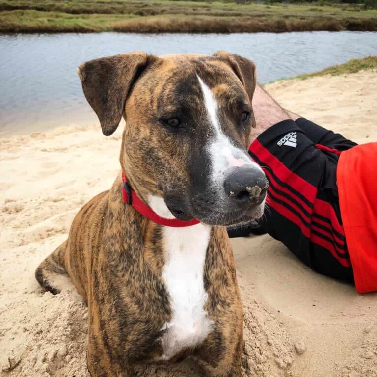 Bull Arab Dog: Traits, Care, Lifespan & Facts - Animal Gator