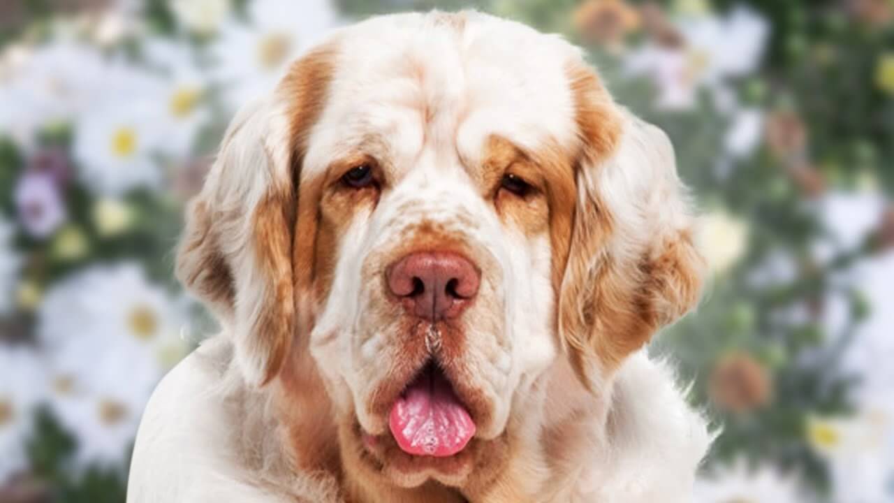Clumber Spaniel Dog Breed | Temperament, Lifespan, & Facts