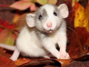 Domestic Rat Breeds: Exploring the Different Types of Pet Rats