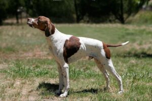 English Pointer Dog Breed: Temperament, Lifespan & Facts
