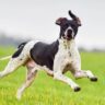 English Pointer Dog Breed: Temperament, Lifespan & Facts