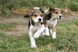 Harrier Dog Breed | Description, Temperament, Lifespan, & Facts