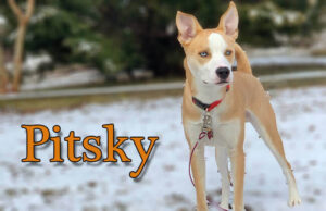 Pitsky Dog Breed: Care, Traits, and Compatibility