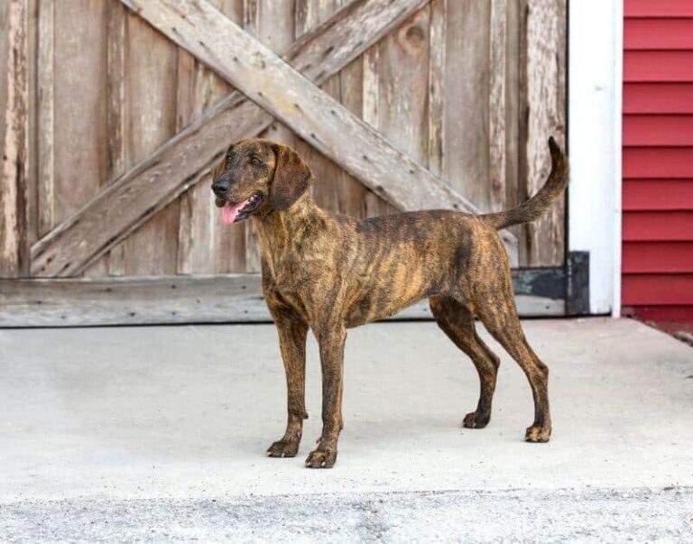 Plott Hound Dog Breed: Temperament, Lifespan & Facts