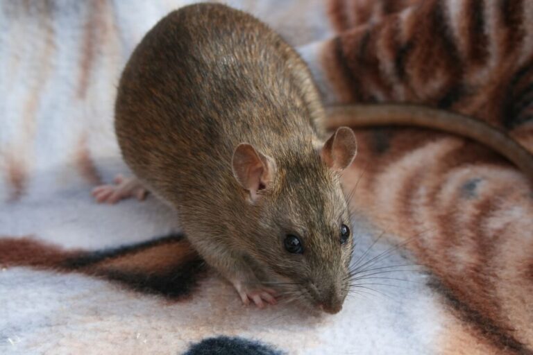 Domestic Rat Breeds: Exploring the Different Types of Pet Rats