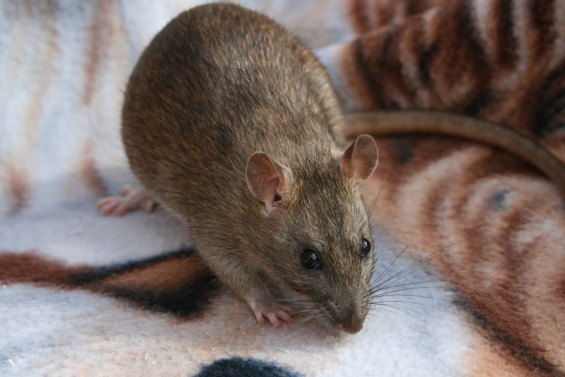Domestic Rat Breeds: Exploring the Different Types of Pet Rats