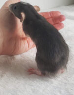 Domestic Rat Breeds: Exploring the Different Types of Pet Rats