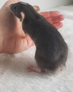 Domestic Rat Breeds: Exploring the Different Types of Pet Rats