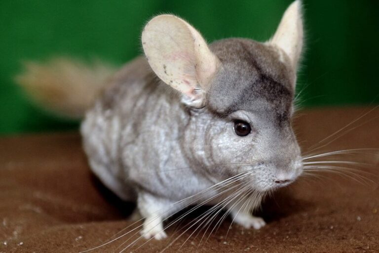 Top 20 Fun Facts About Chinchillas You Need to Know - Animal Gator