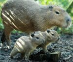 Top 20 Interesting Facts About Capybaras - Animal Gator