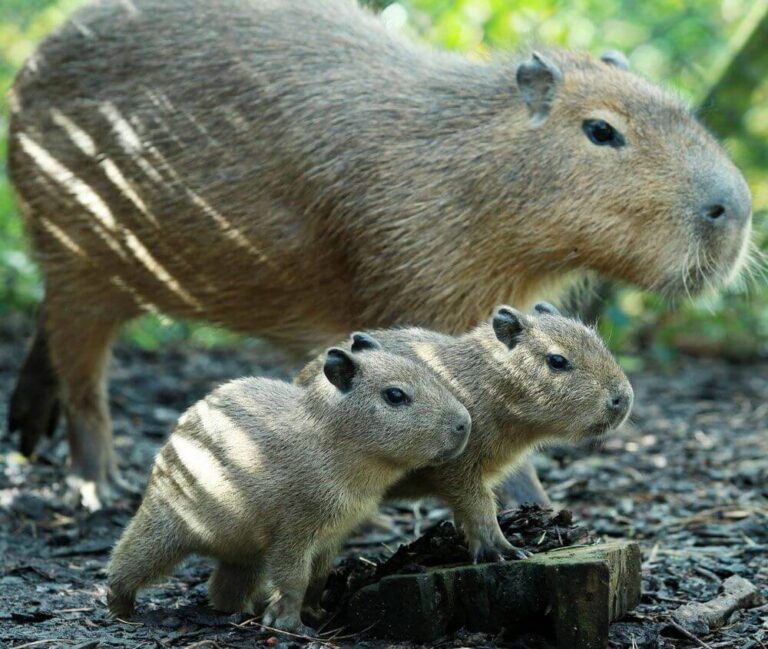 Top 20 Interesting Facts About Capybaras - Animal Gator