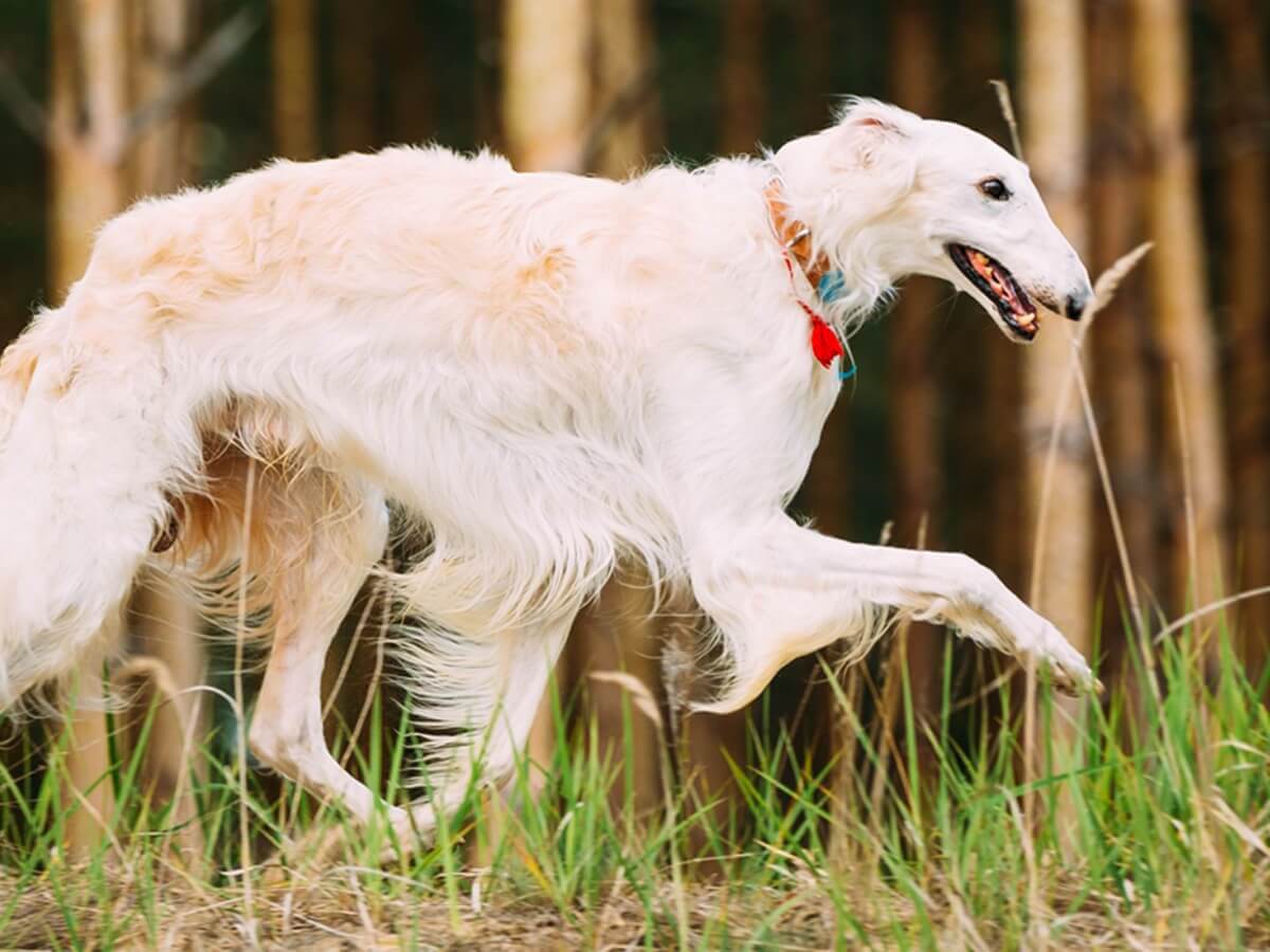 Borzoi Dog Breed: Description, Temperament, Lifespan & Facts