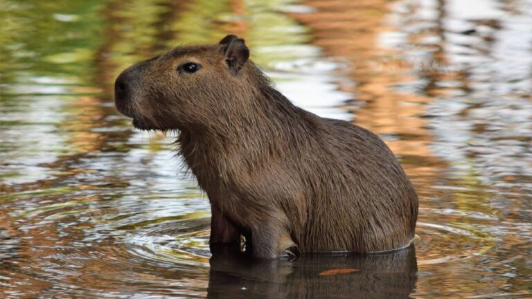 Top 20 Interesting Facts About Capybaras - Animal Gator