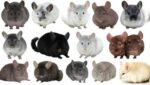Chinchilla Colors: Comprehensive Guide - Animal Gator