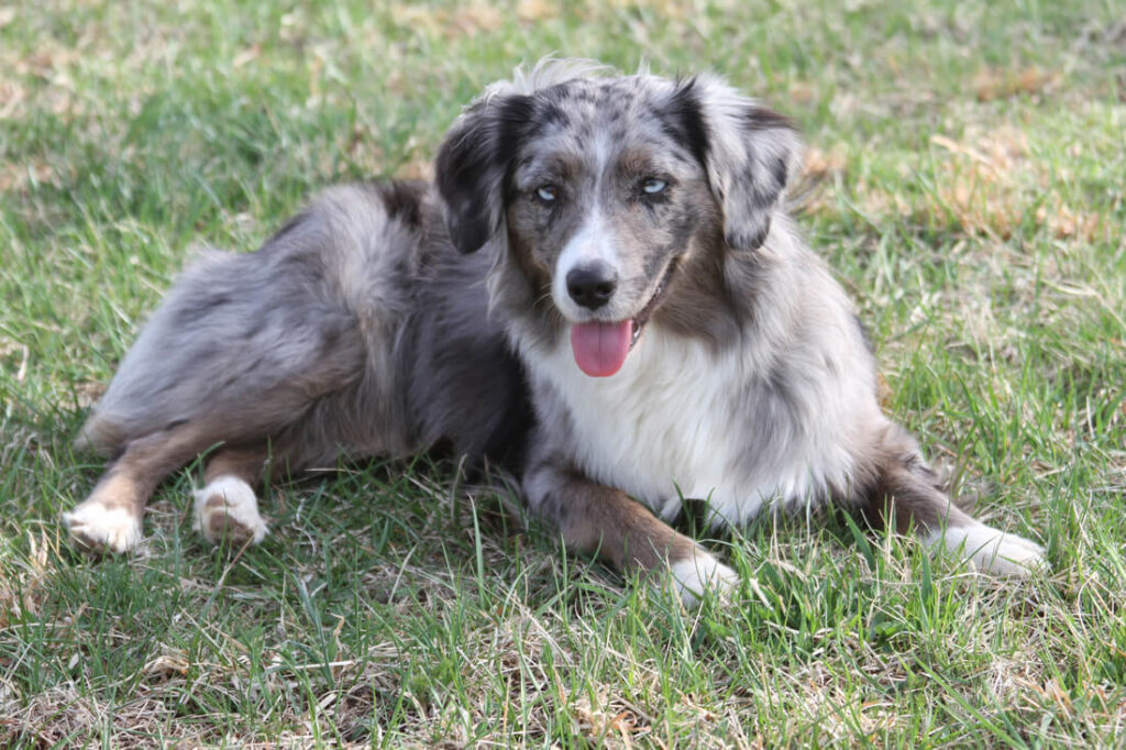Miniature American Shepherd Dog: Breed Info, Care, & Facts