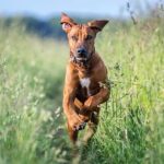 Rhodesian Ridgeback Dogs: Breed, Temperament, Facts - Animal Gator