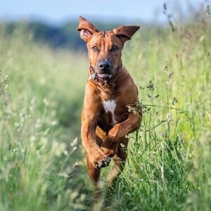 Rhodesian Ridgeback Dogs: Breed, Temperament, Facts - Animal Gator