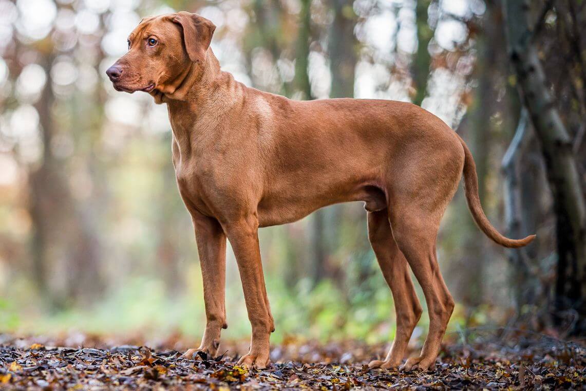 Rhodesian Ridgeback Dogs: Breed, Temperament, Facts - Animal Gator