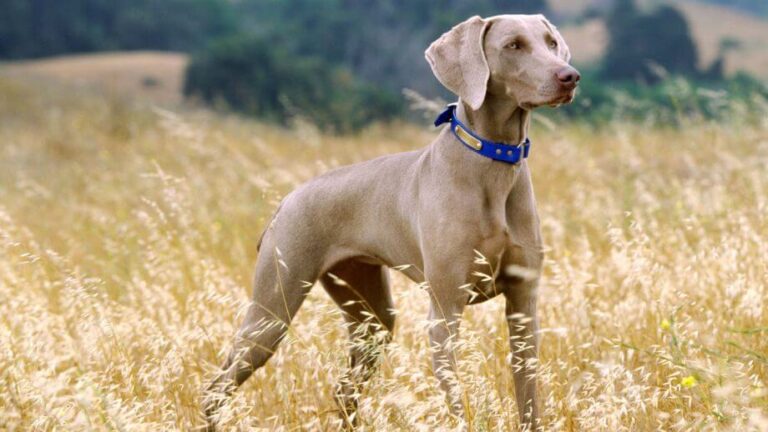 Weimaraner Dog Breed: Temperament, Care, and Fun Facts