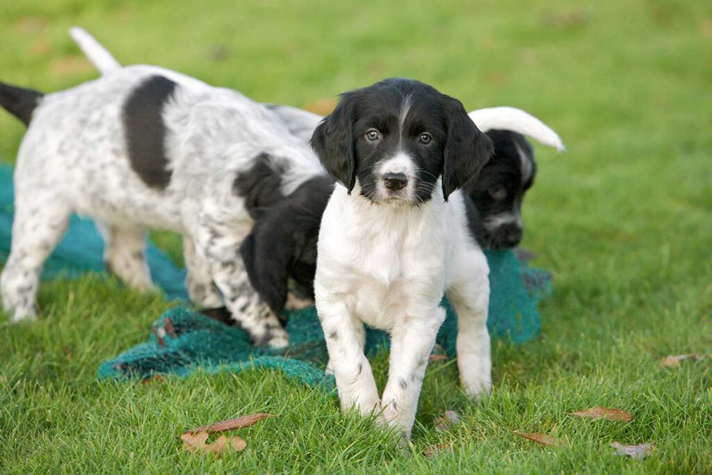 Mountain Cur Dog Breed | Temperament, Lifespan, & Facts