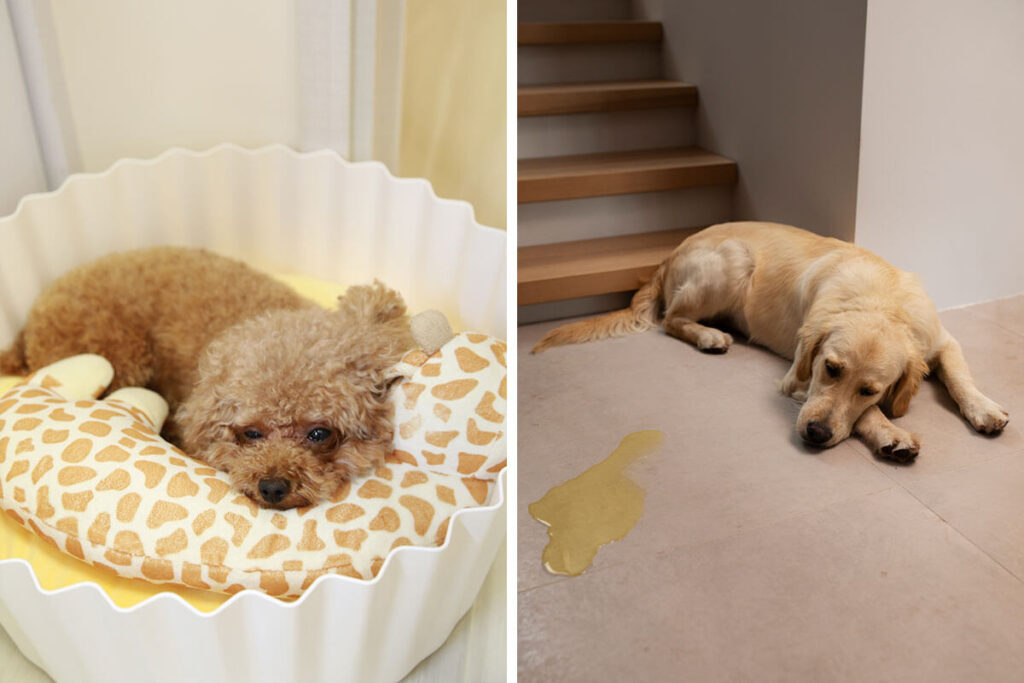 Why Is My Dog Throwing Up Yellow? A Comprehensive Guide