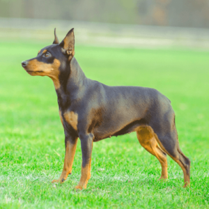 Miniature Pinscher Dog Breed: Traits, Care, and Fun Facts