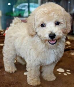 Bichon Poodle Dog: Care, Traits, Training & Health Tips