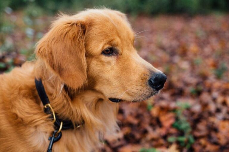 Types of Golden Retrievers: American, Canadian, and English