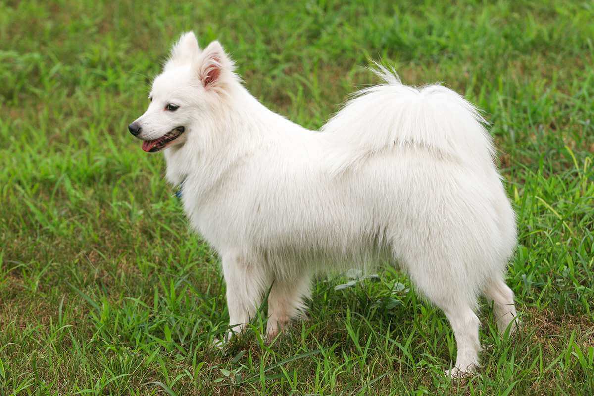 Top 15 Fluffy Dogs: Breeds, Grooming, & Personality Traits