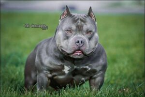 Micro Bully Dog Breed: Care, Traits, Training & Health Tips