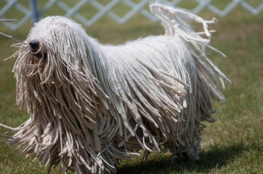 English Pointer Dog Breed: Temperament, Lifespan & Facts