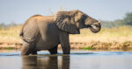 African Elephant: Facts, Behavior, Conservation, and More