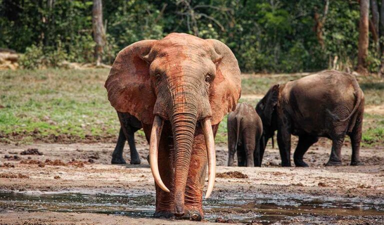 African Elephant: Facts, Behavior, Conservation, and More