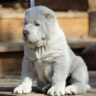 Alabai Dog Breed Guide: Traits, Care, Training & Health Tips